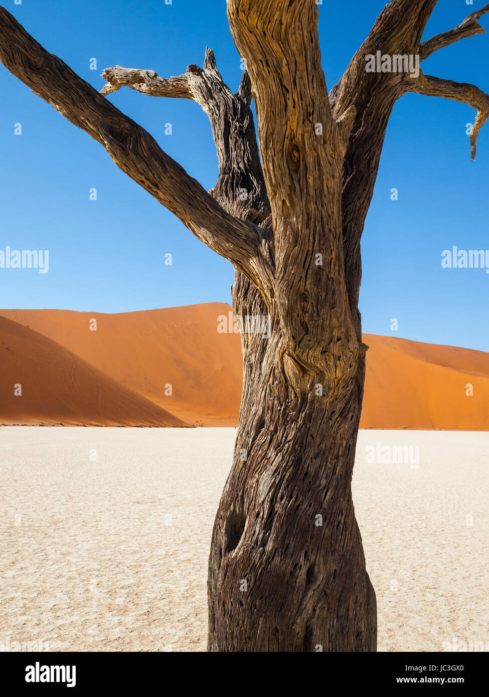 Dead acacia trees at Deadvlei in the Namib desert in Namibia, Africa ...