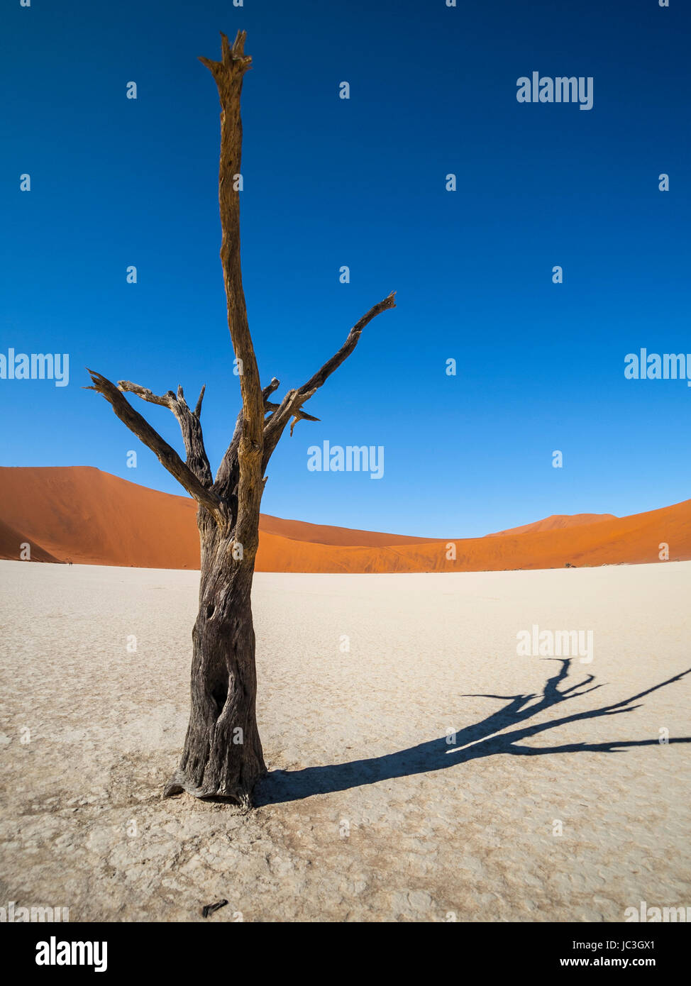 Dead acacia trees at Deadvlei in the Namib desert in Namibia, Africa ...