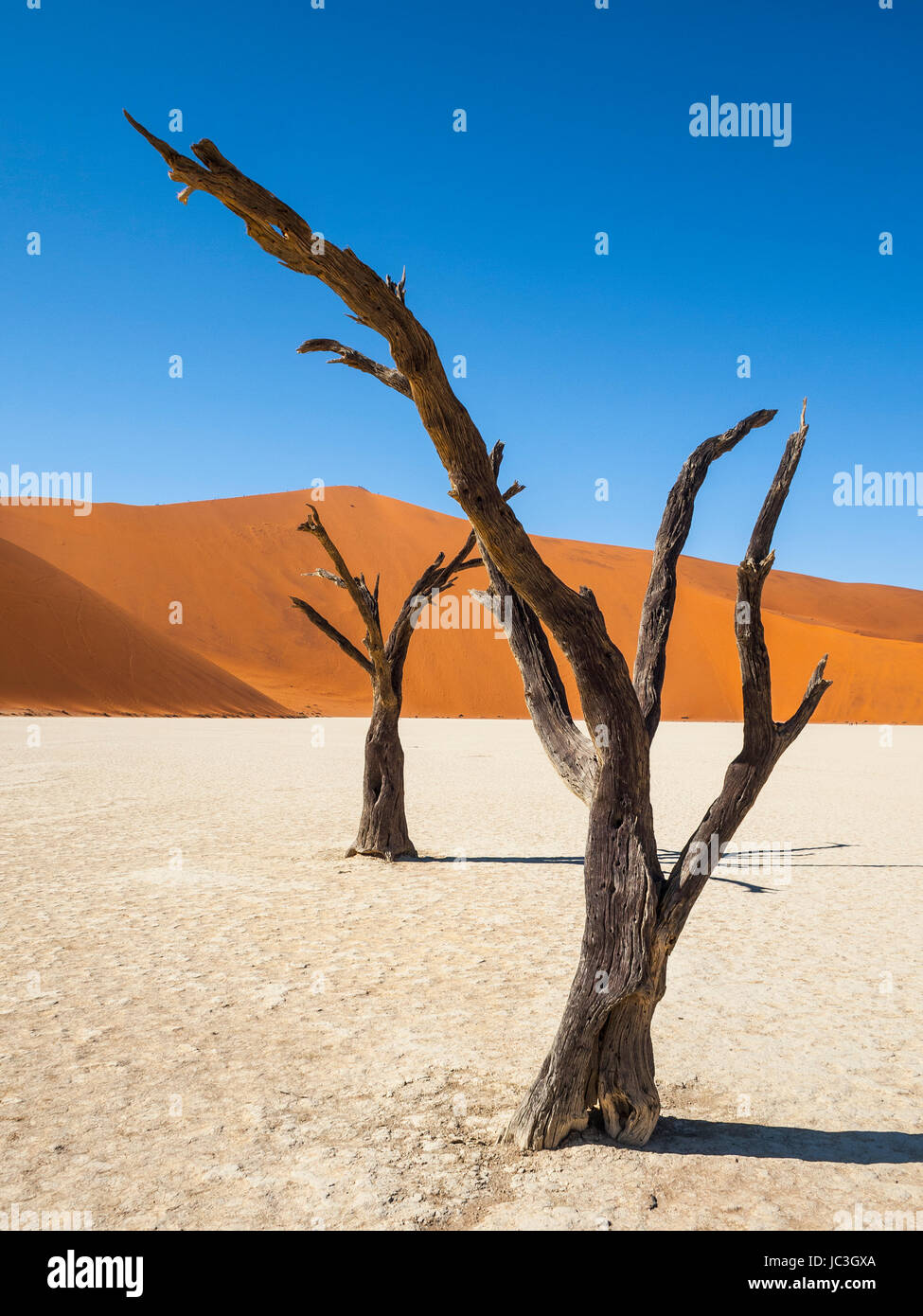 Dead acacia trees at Deadvlei in the Namib desert in Namibia, Africa ...