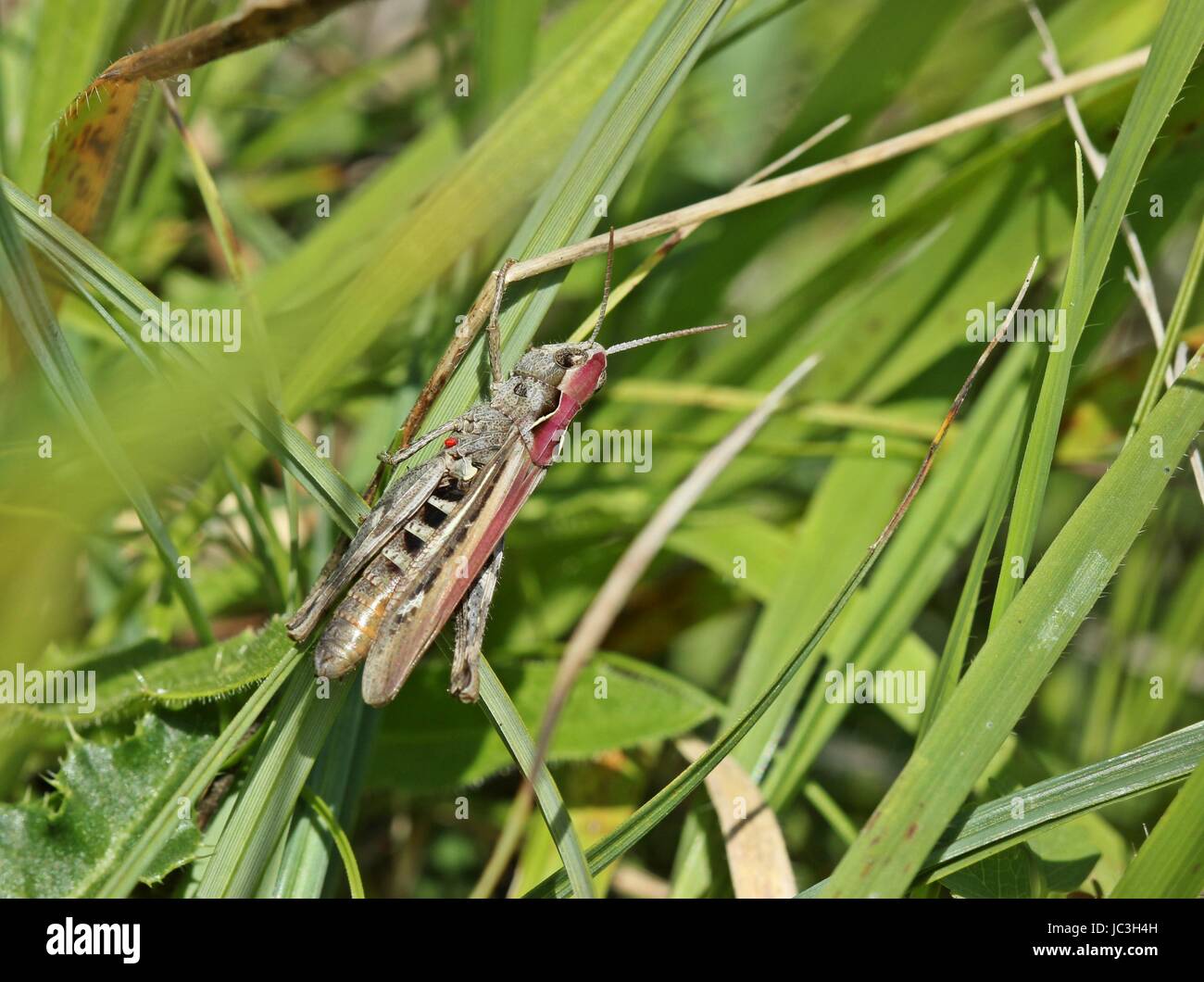 Grasshoppers of the Chorthippus biguttulus group with red mite Stock ...