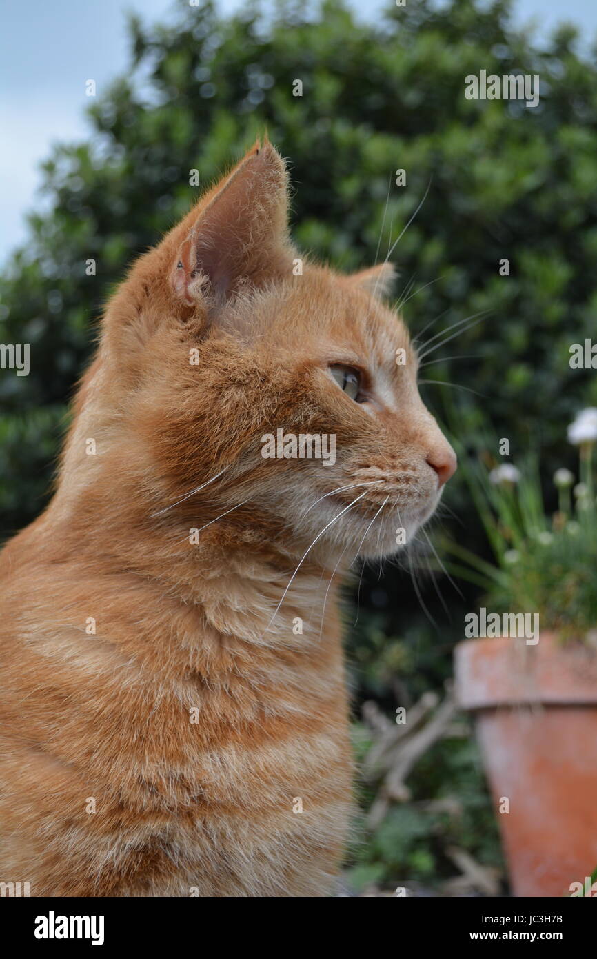 Cat on guard hi-res stock photography and images - Alamy