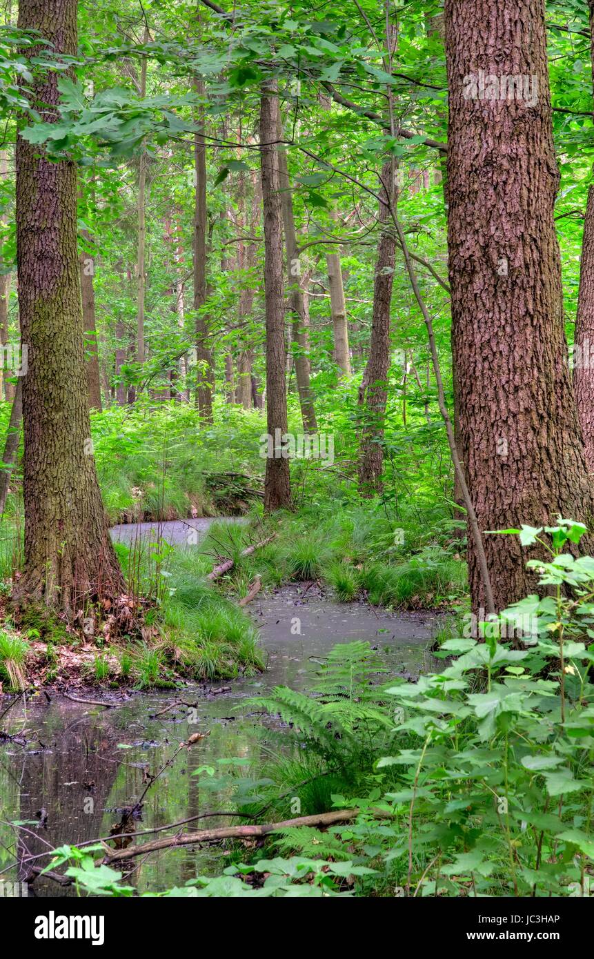 Trees and bushes hi-res stock photography and images - Alamy