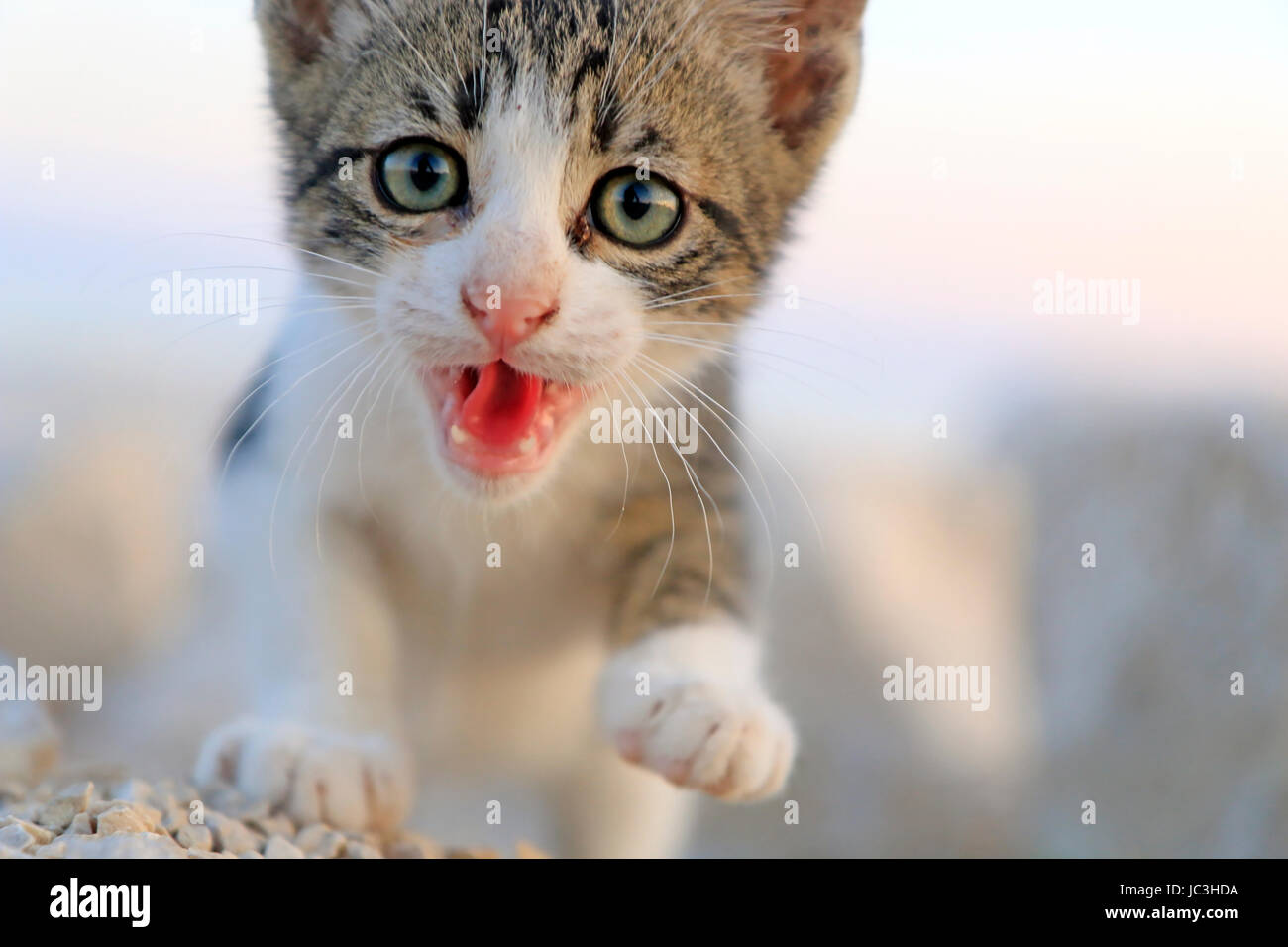 Grey tabby cat running hi-res stock photography and images - Alamy