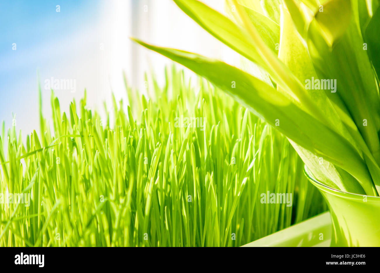 Grass growing on window sill hi-res stock photography and images - Alamy