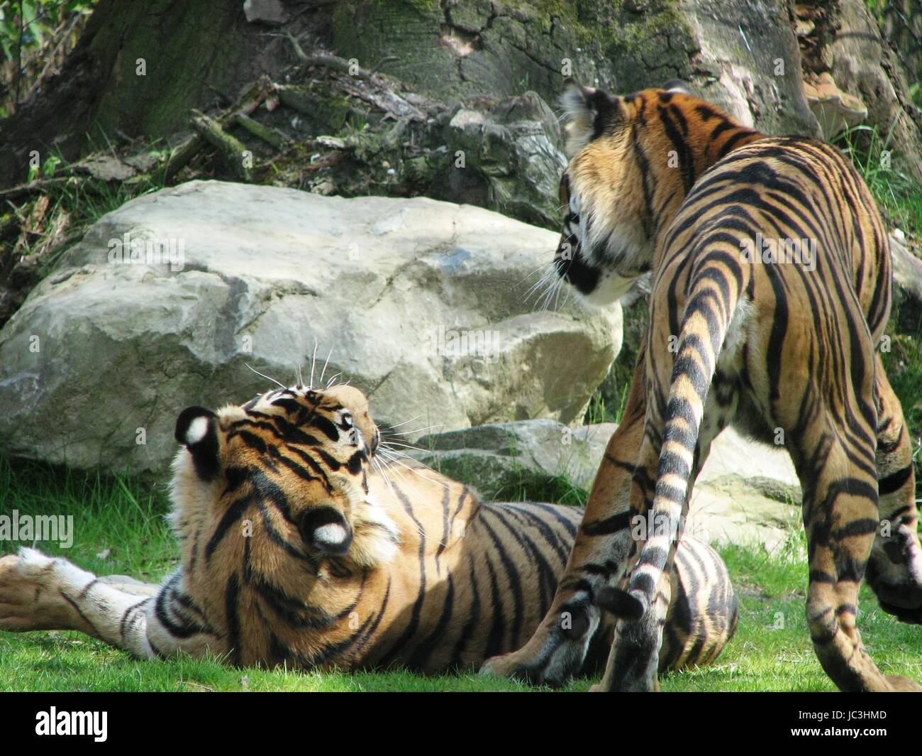 domestic cat stripes Stock Photo - Alamy