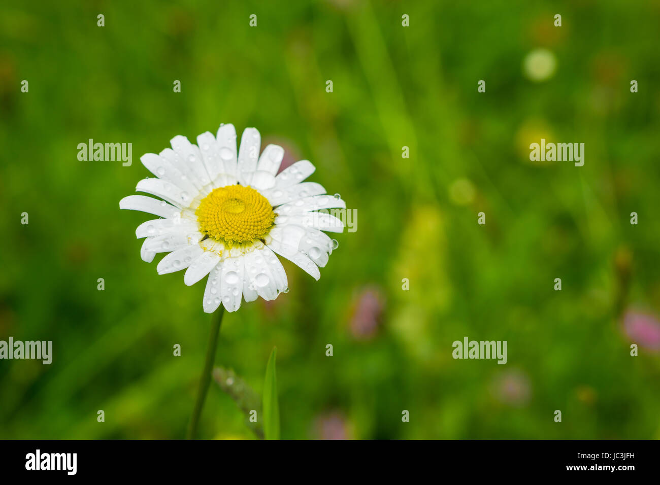 bright pure white Stock Photo - Alamy