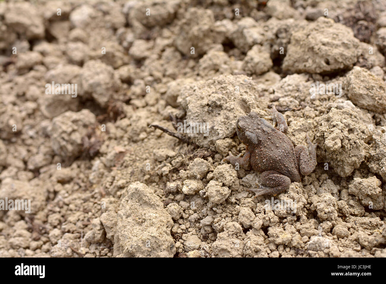 Small brown common toad with warty, dry skin crawling over dry earth in ...