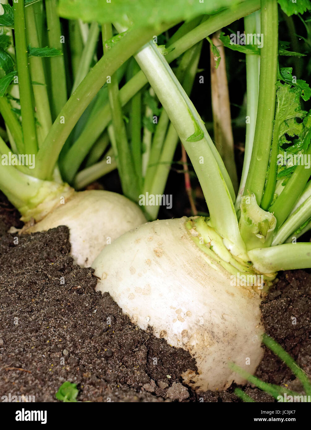 Two large white turnips on a bed in the ground very close up Stock ...
