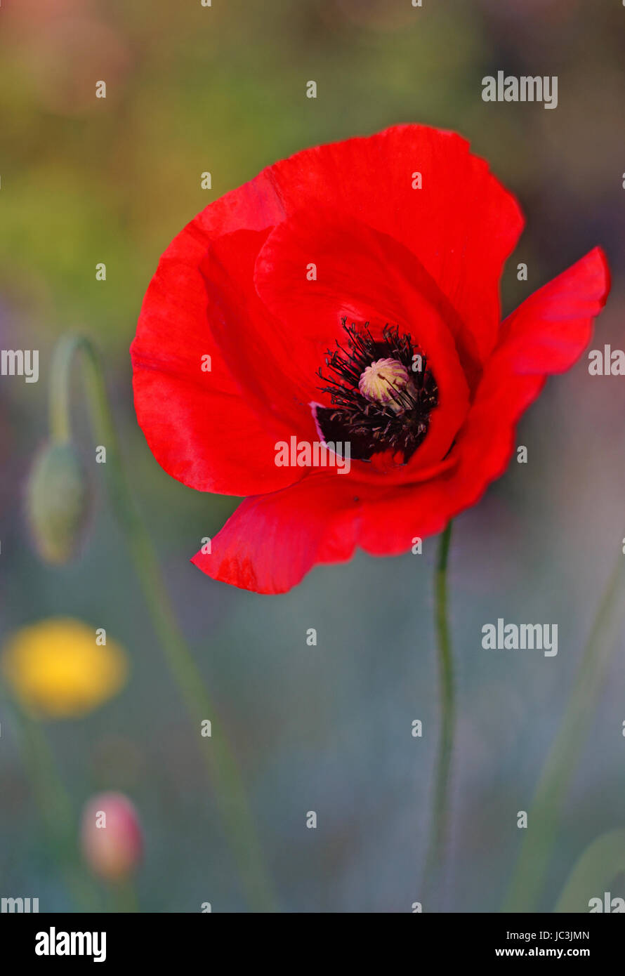 Huge red poppy close-up Stock Photo - Alamy