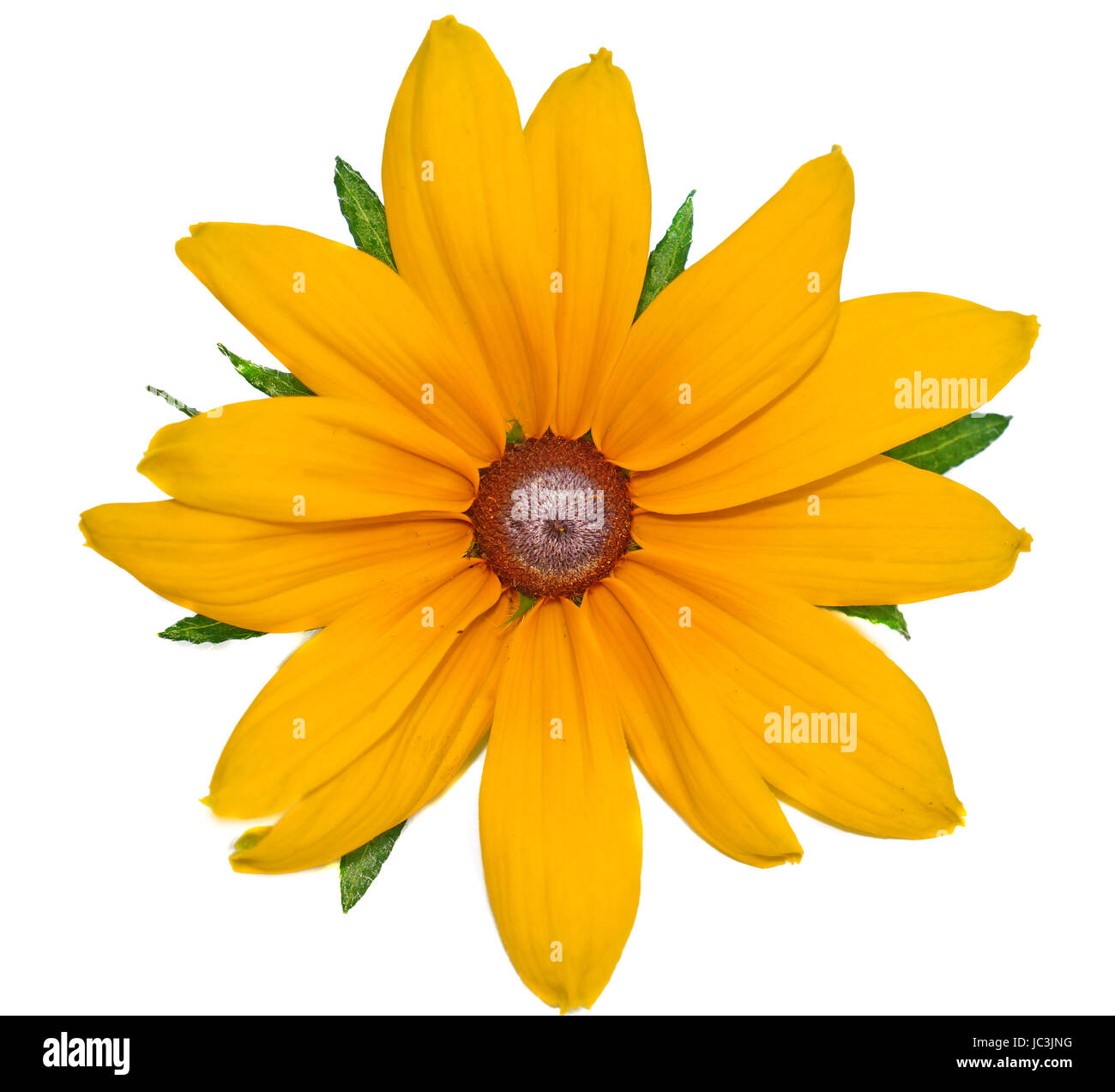 Big yellow flower Rudbeckia closeup isolated on white Stock Photo - Alamy