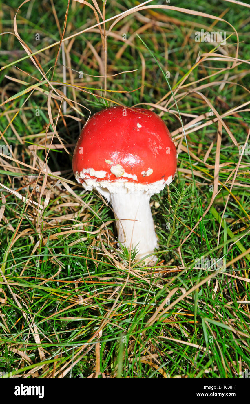 Fliegenpilz, pilz, gift, giftig,giftpilz, Amanita muscaria, Amanita ...