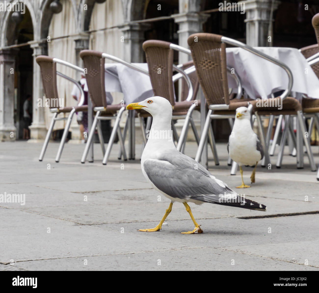 Gull city hi-res stock photography and images - Alamy