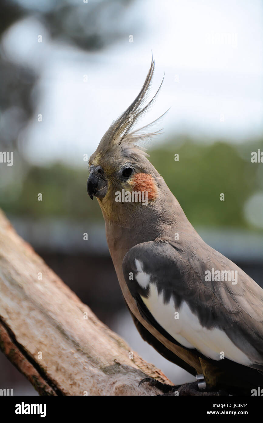 Cockatiel branch hi-res stock photography and images - Alamy