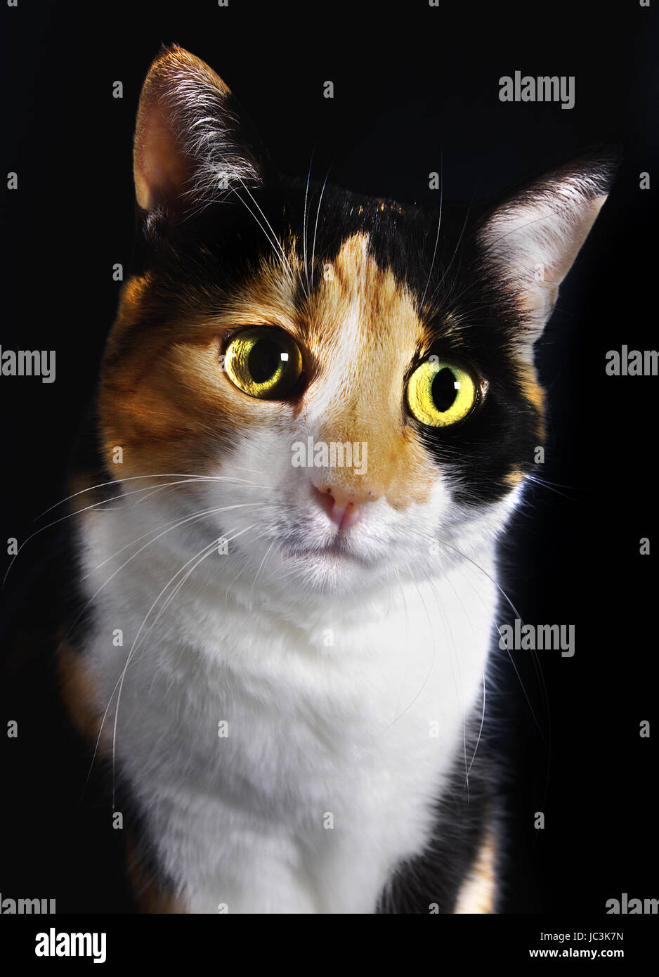 Intensive looking cat hi-res stock photography and images - Alamy