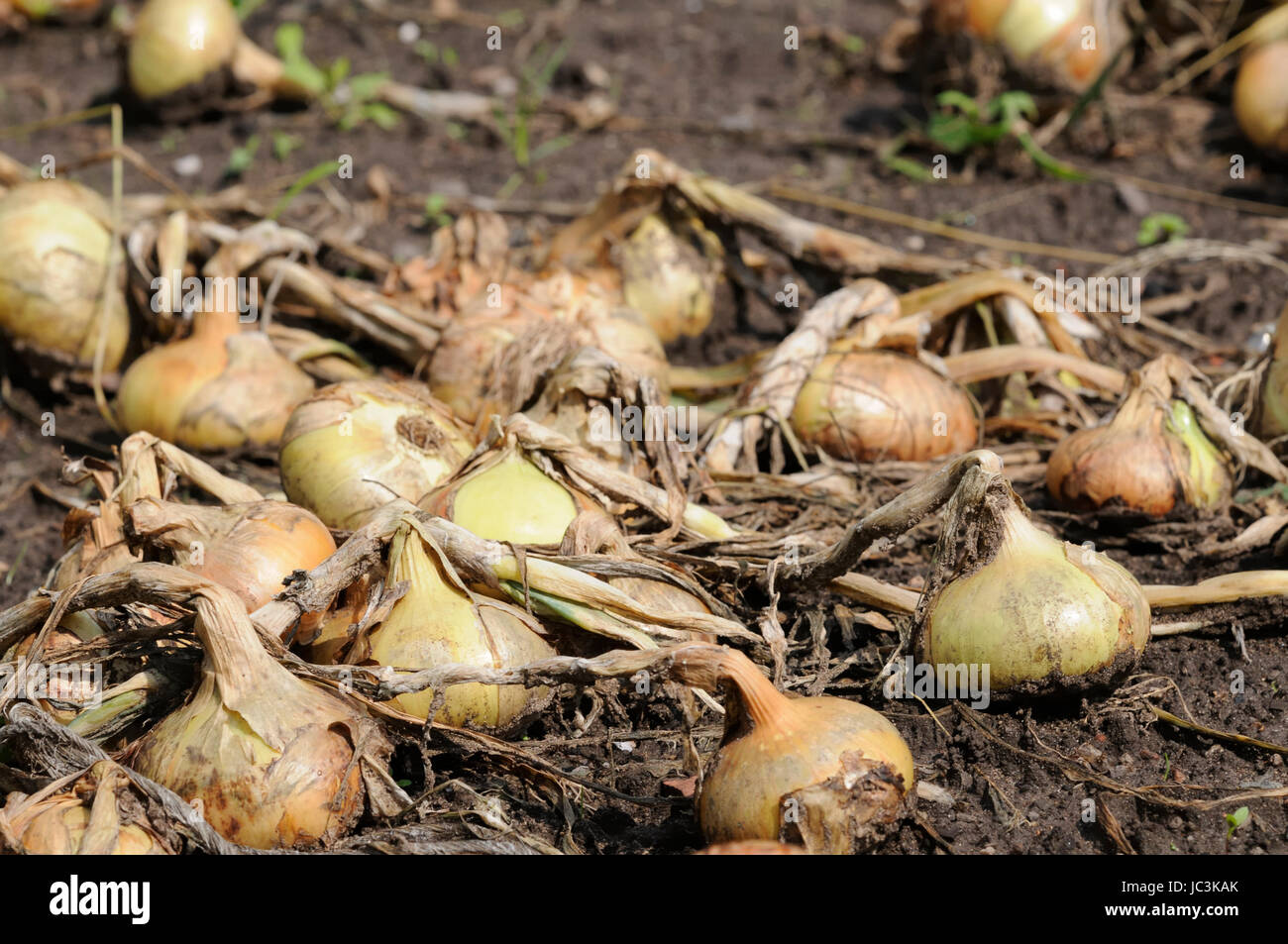 cultigen allium cepa Stock Photo - Alamy
