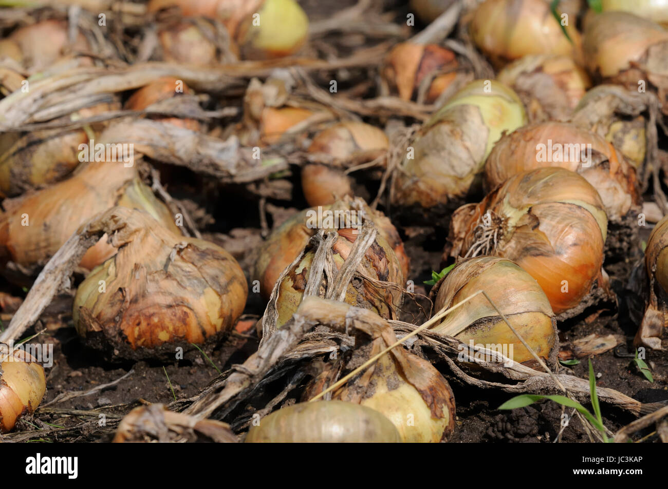 cultigen allium cepa Stock Photo - Alamy
