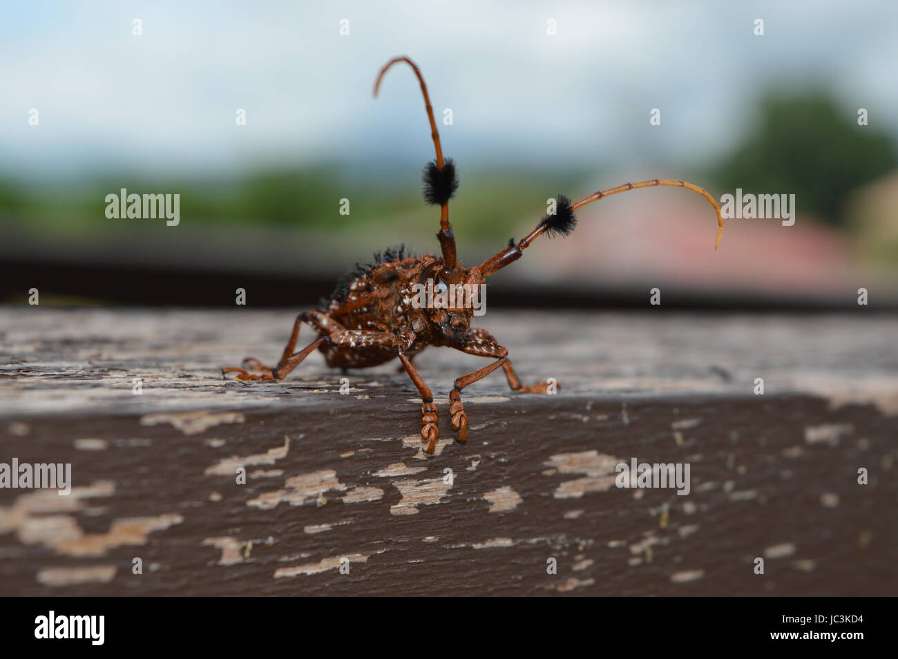 Close up of a bug with large antenna Stock Photo - Alamy
