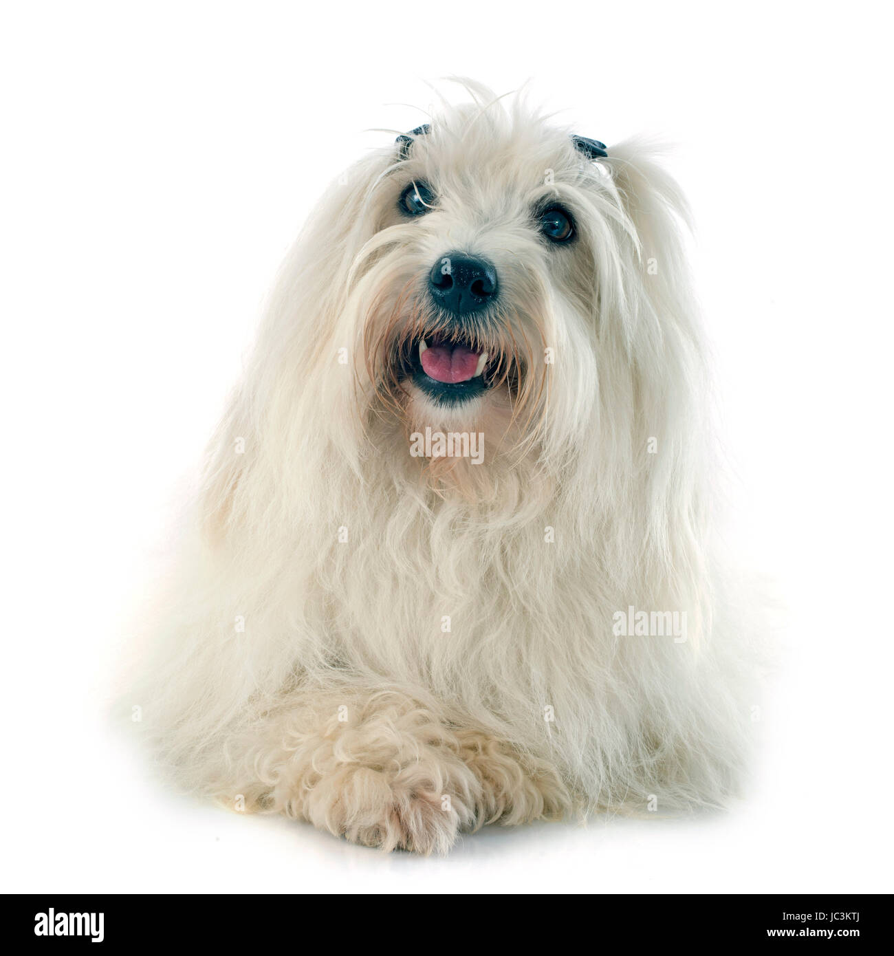 coton de tulear in front of white background Stock Photo - Alamy