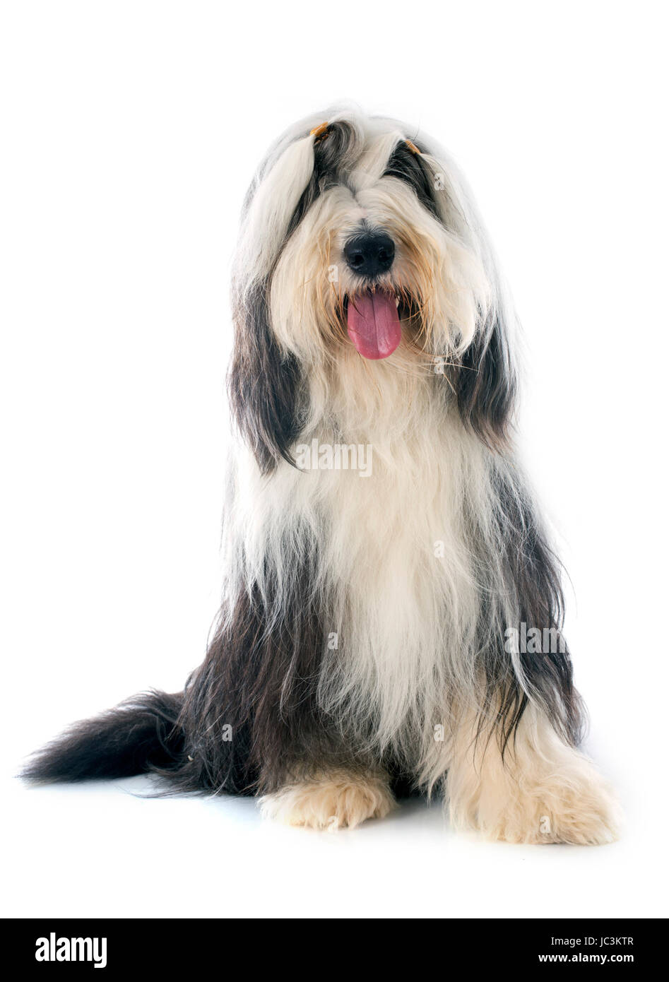Bearded sheepdog hi-res stock photography and images - Alamy