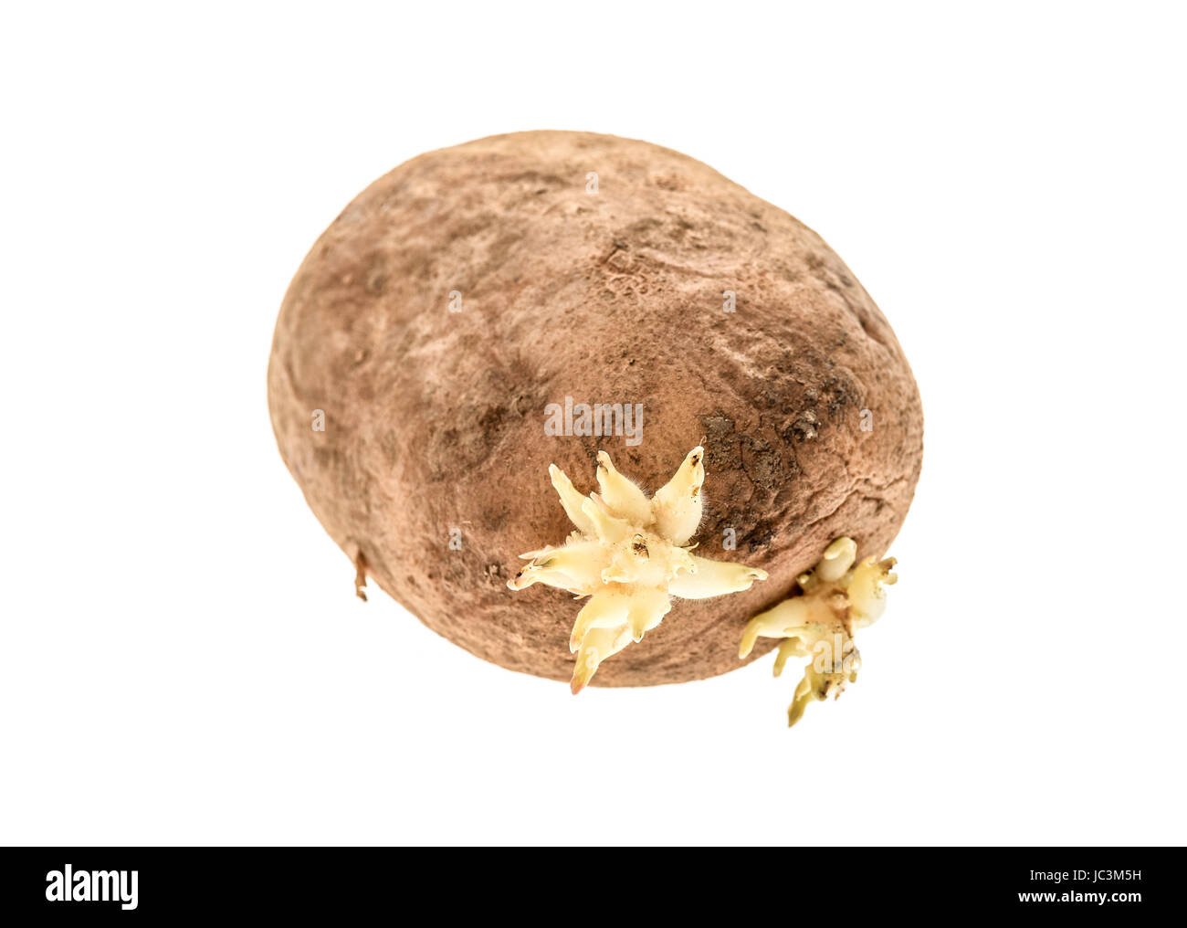 Organic potato with sprouts roots isolated on a white background. The ...