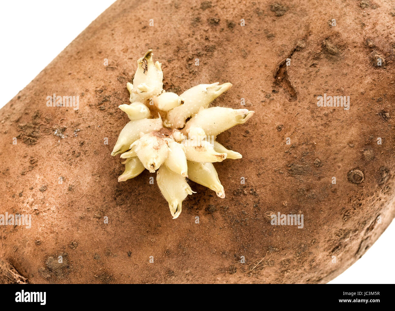 Organic potato with sprouts roots isolated on a white background. The ...