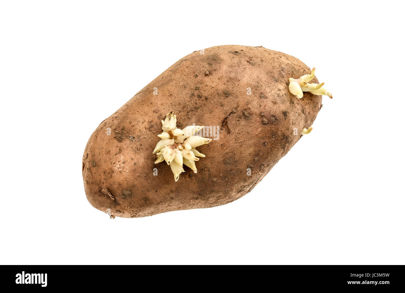 New roots Cut Out Stock Images & Pictures - Alamy