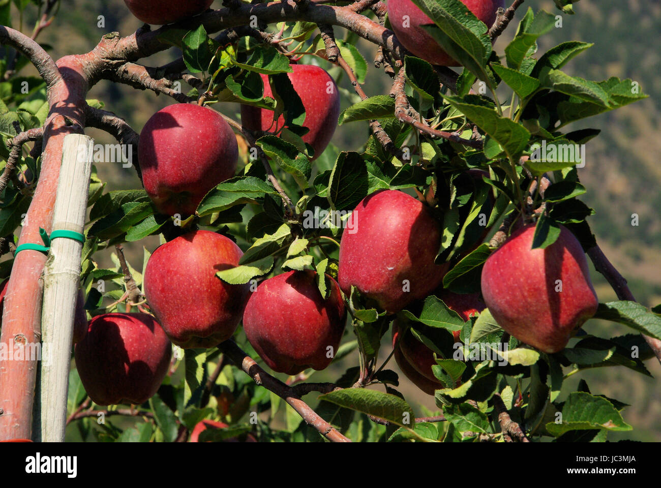 Apfel am Baum - apple on tree 63 Stock Photo - Alamy