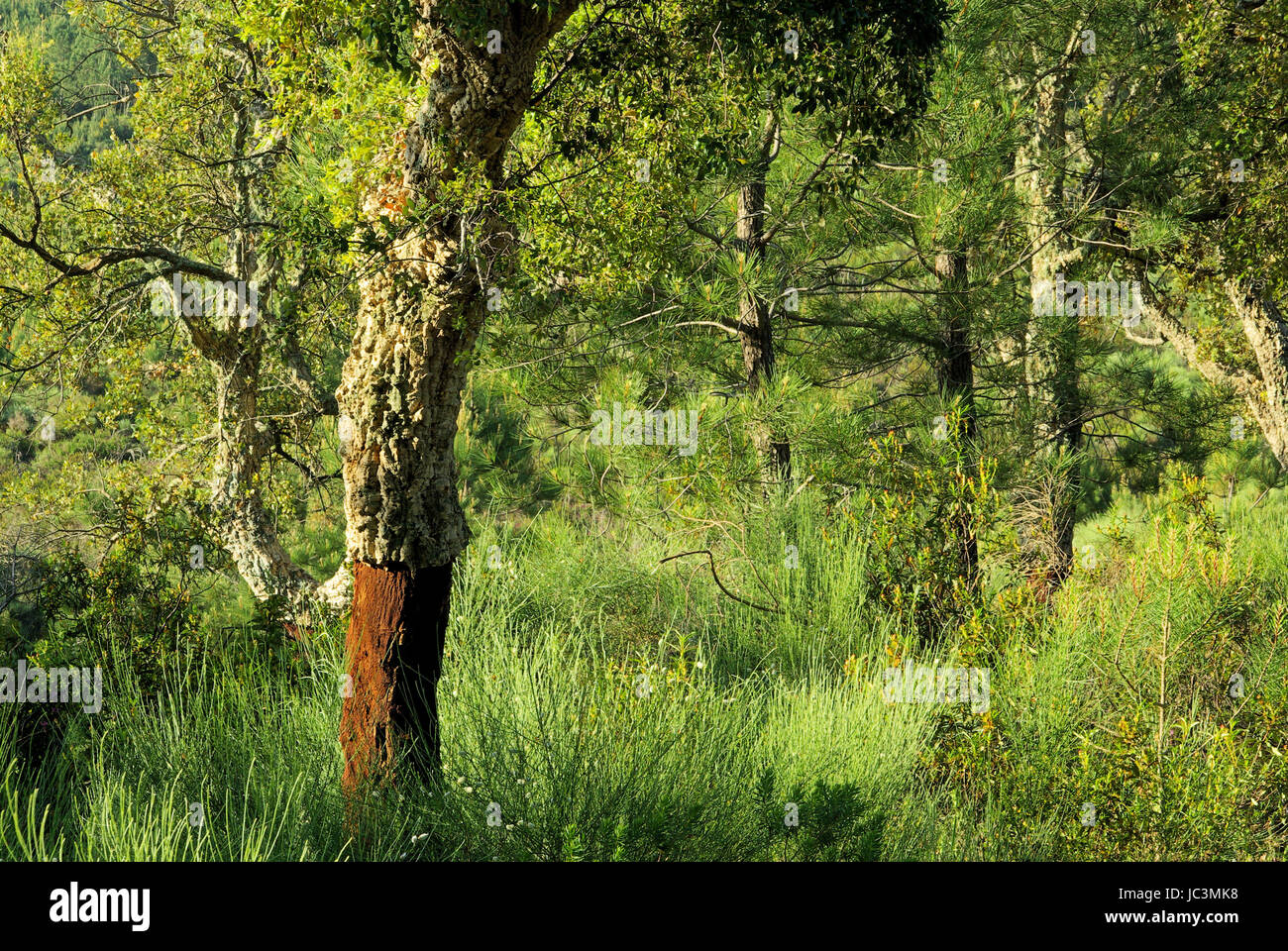 Korkeiche - cork oak 43 Stock Photo - Alamy