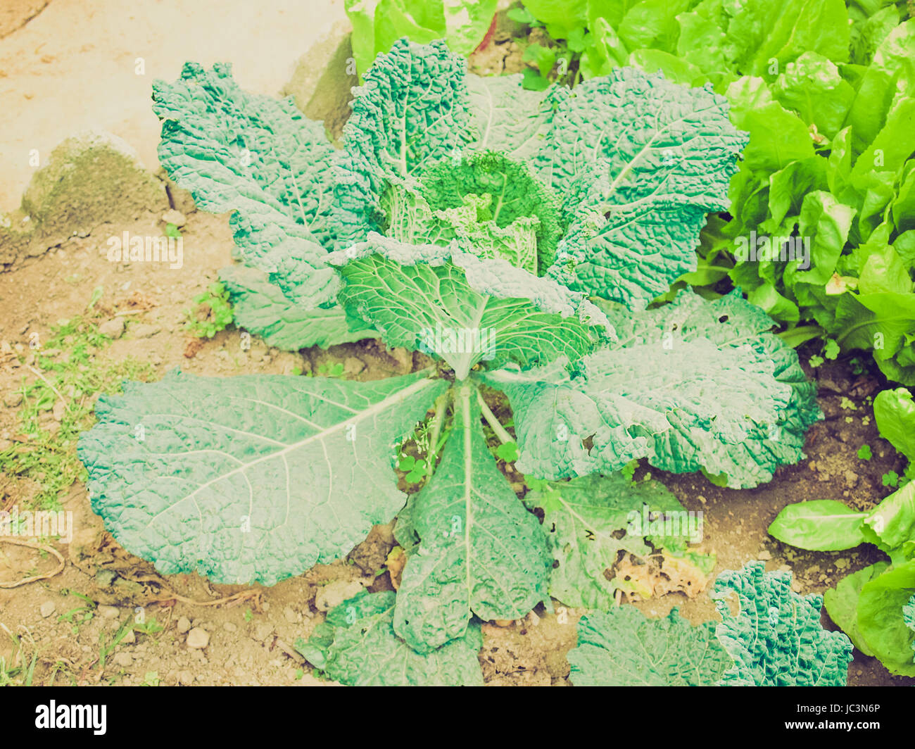 Vintage retro looking Cabbage vegetable picture Stock Photo - Alamy
