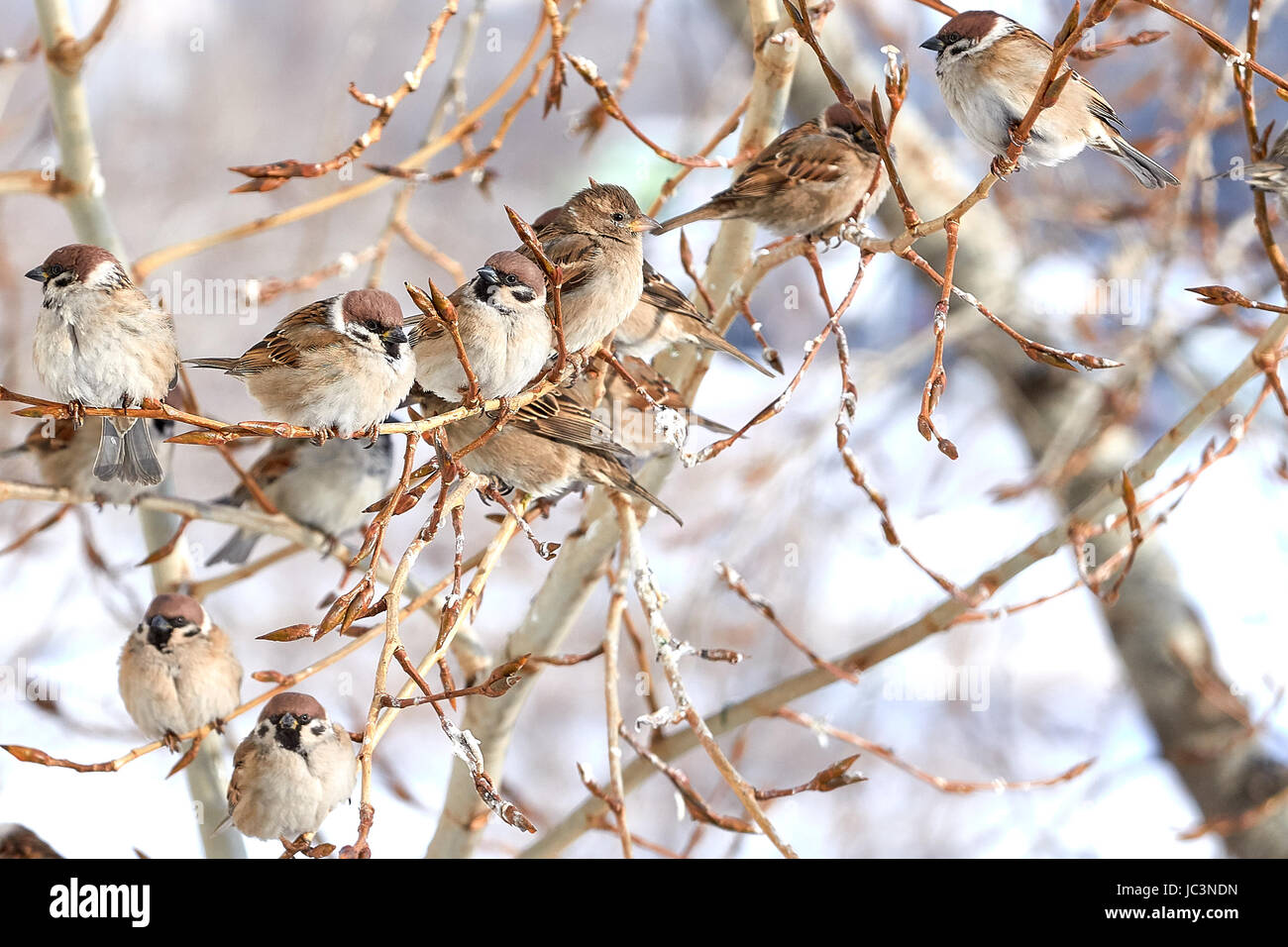 Group of sparrows sitting on a branch of a poplar at the end of winter ...