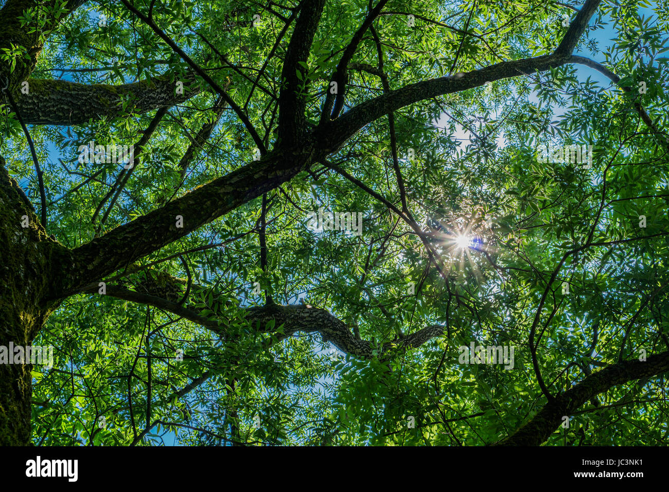 Lichtlichteffekt hi-res stock photography and images - Alamy