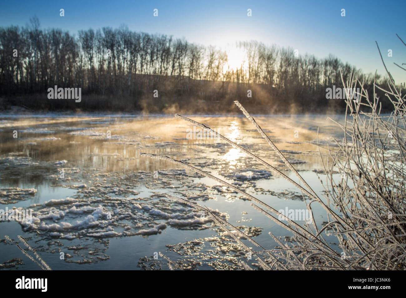 covered by rime plants on the banks of the freezing and foggy river ...