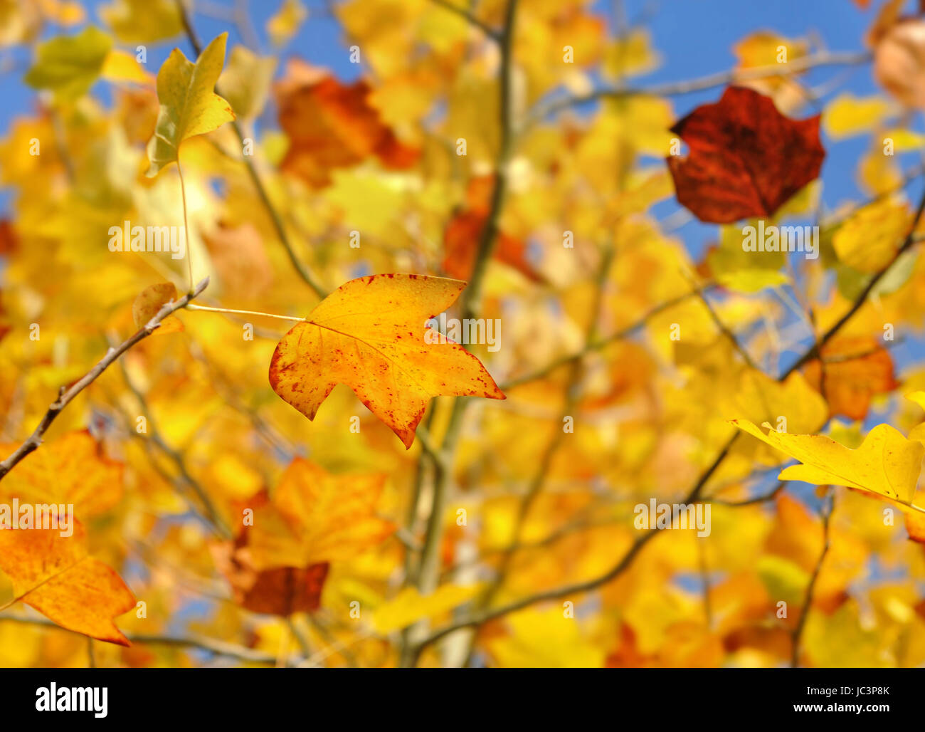 Gold foliage hi-res stock photography and images - Alamy