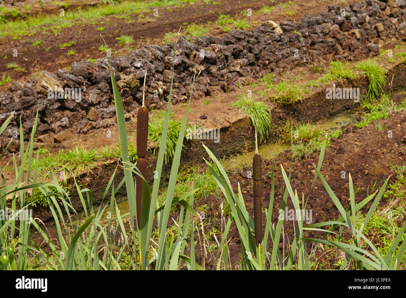 Some bullrushs and reed plants taken at the edge of a swamp. In the ...