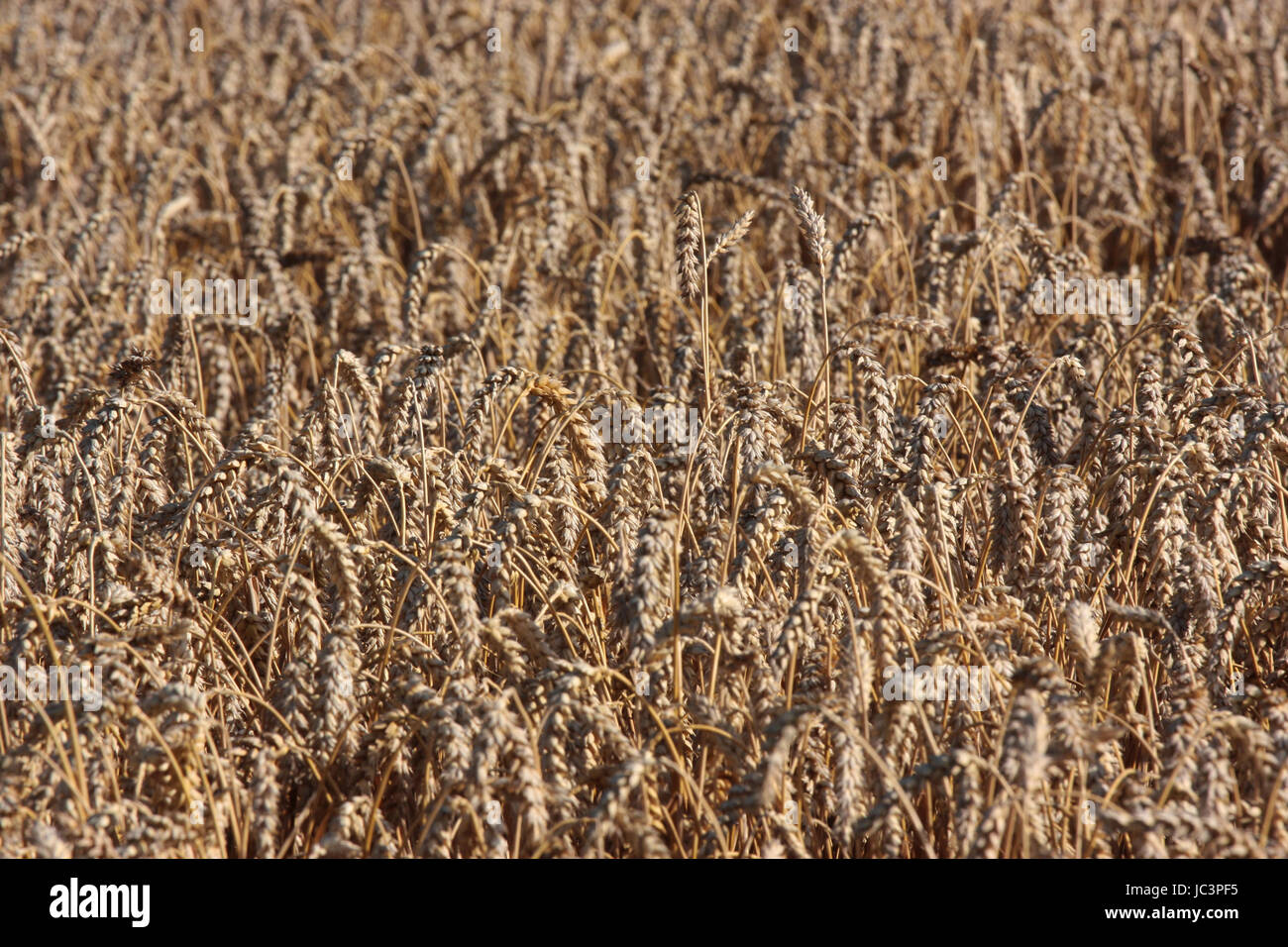Hectare of wheat hi-res stock photography and images - Alamy