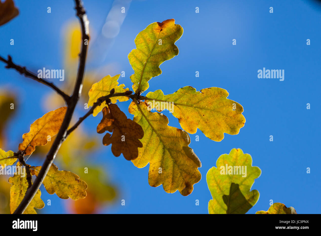 Autumn yellow oak tree leaves details Stock Photo - Alamy