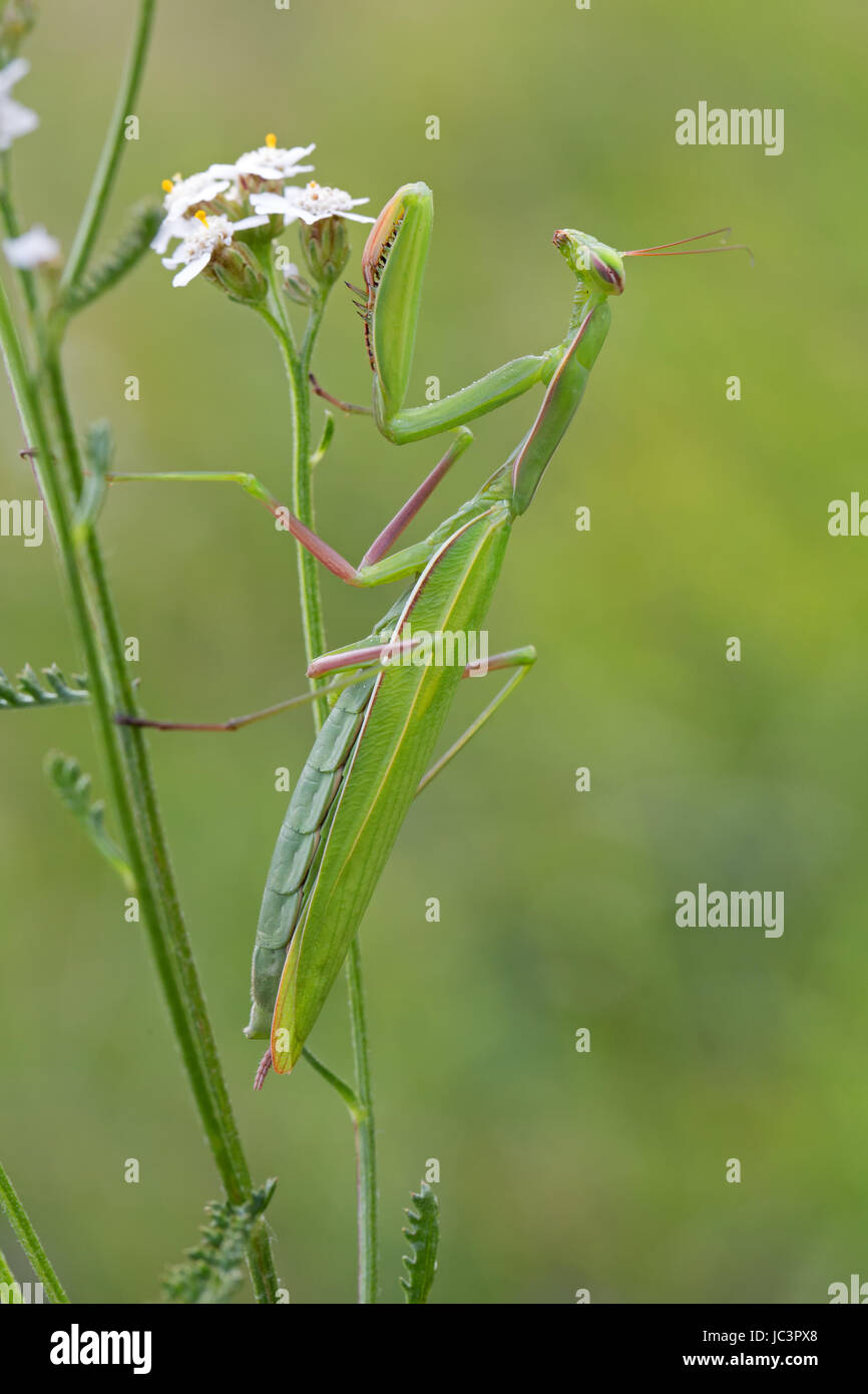 Mantis makro hi-res stock photography and images - Alamy