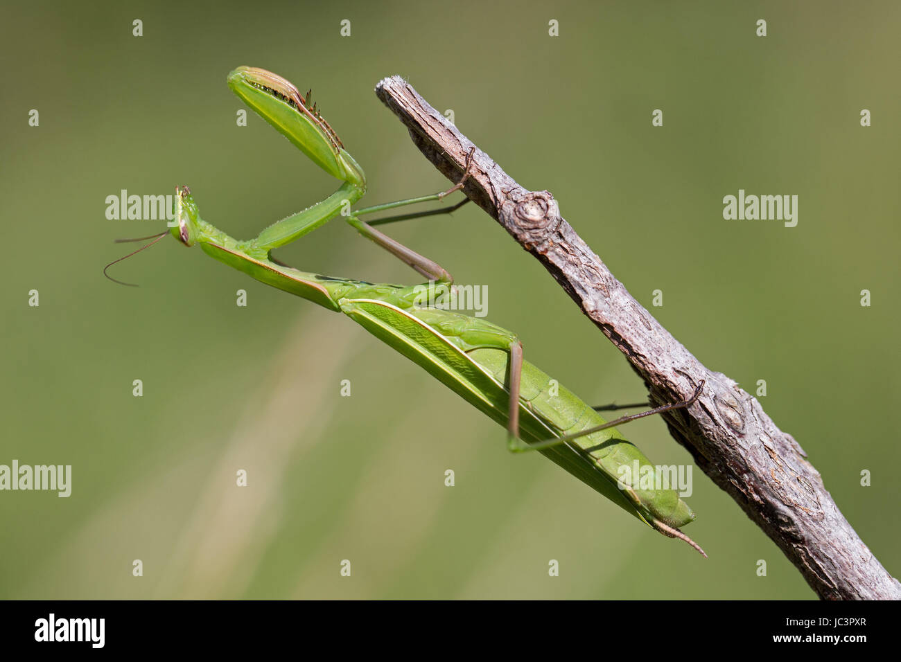 Mantis makro hi-res stock photography and images - Alamy