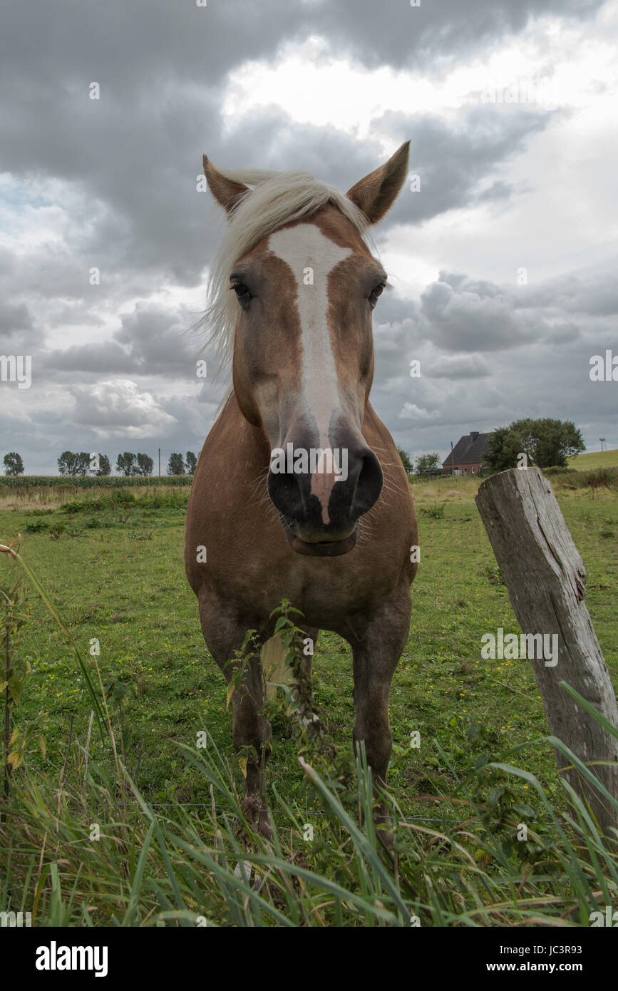 Hafflinger hi-res stock photography and images - Alamy