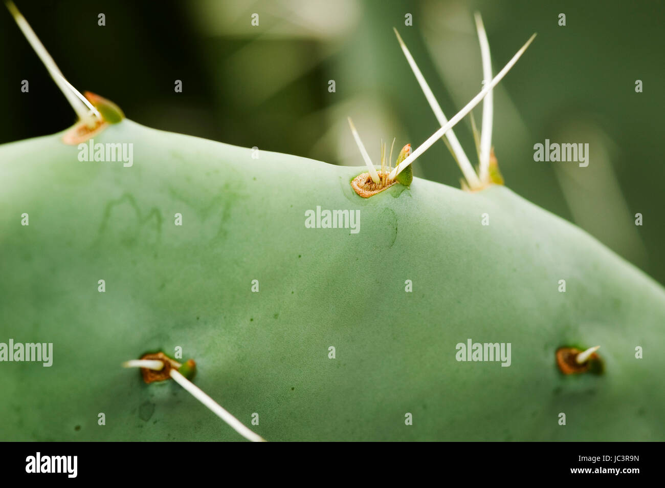 Der kaktus hi-res stock photography and images - Alamy