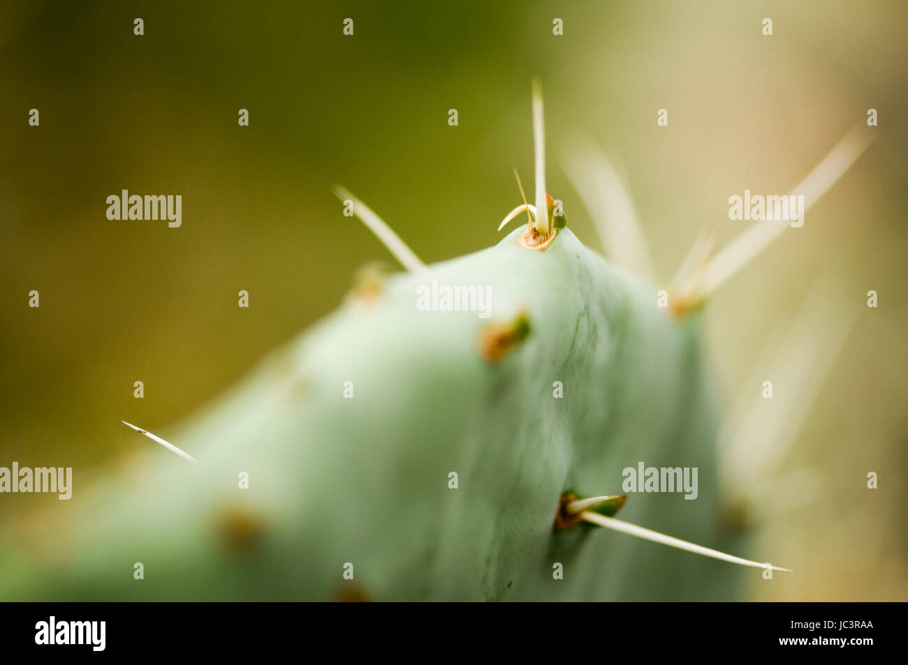 Der kaktus hi-res stock photography and images - Alamy