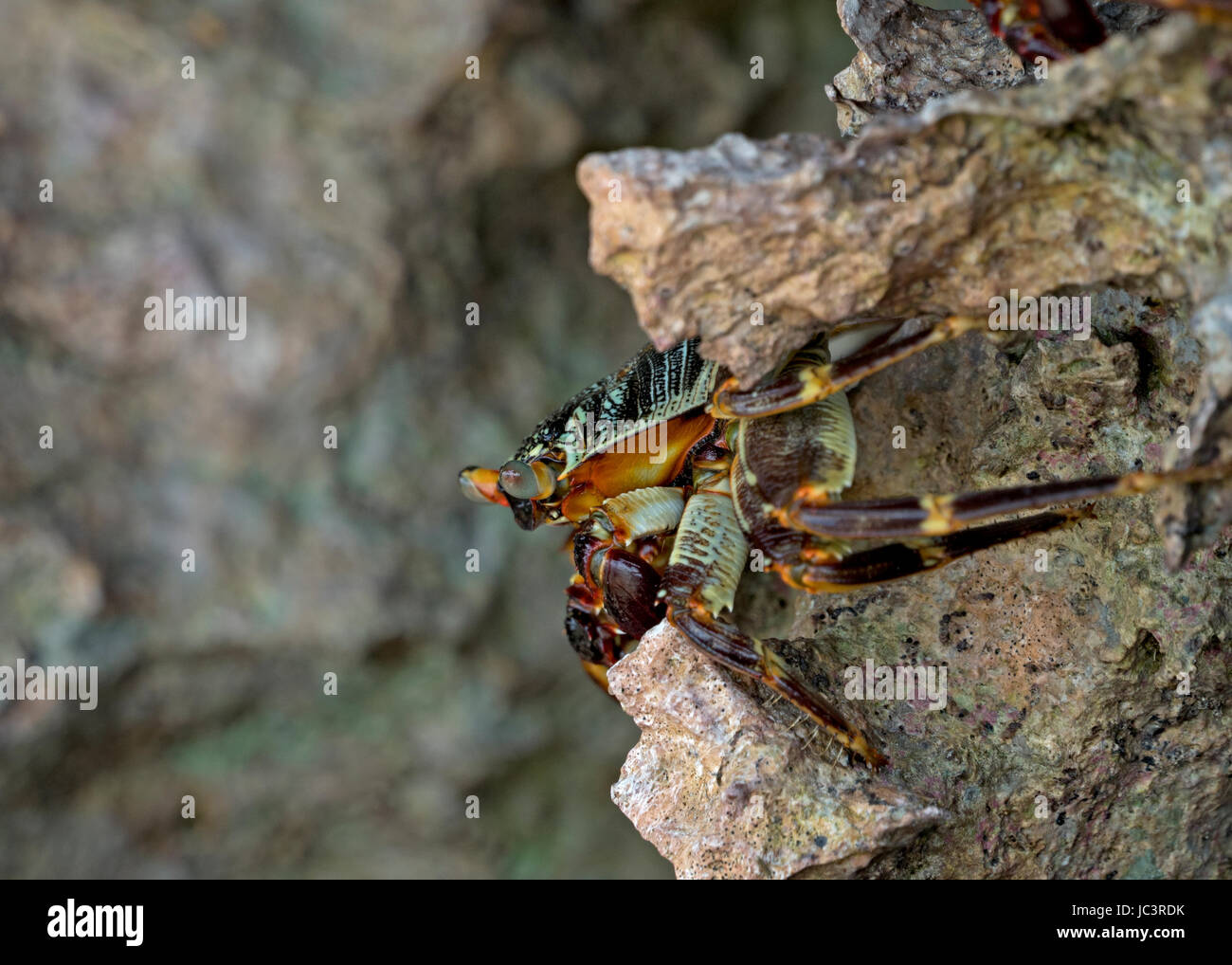 Land Crab profile in Cosmoledo, Aldabra Islands Stock Photo - Alamy