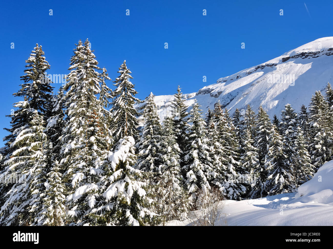 large firs in the mountain in winter Stock Photo - Alamy