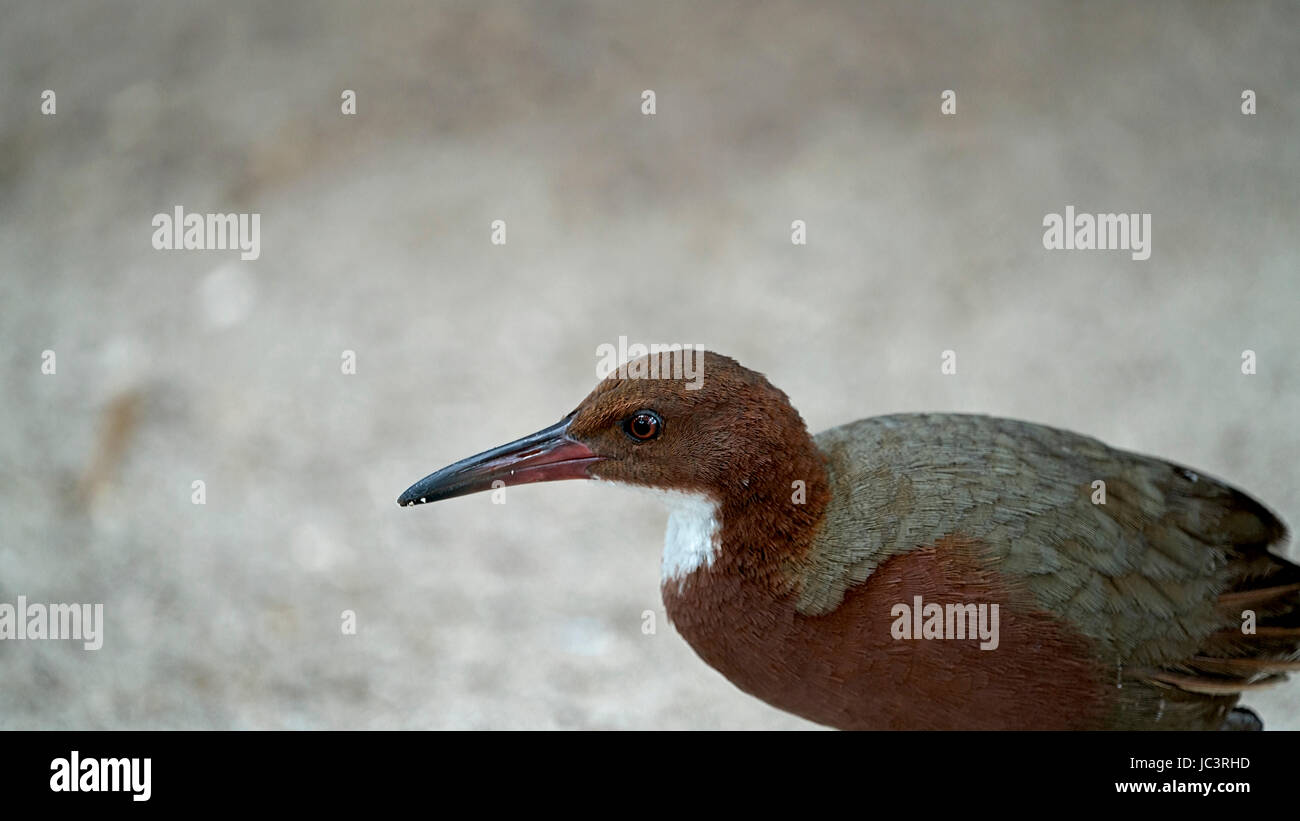 Rare Bird Seychelles High Resolution Stock Photography and Images - Alamy
