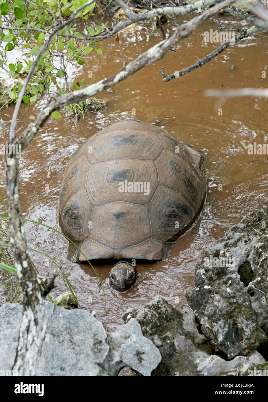 Giant Tortoise taking a bath in Aldabra, Seychelles Stock Photo - Alamy