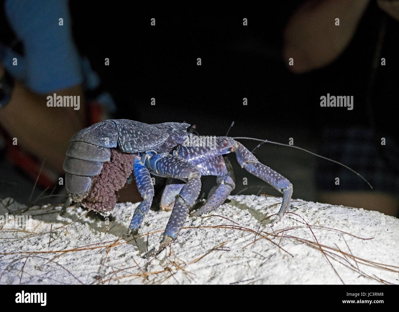 Coconut Crab High Resolution Stock Photography and Images - Alamy