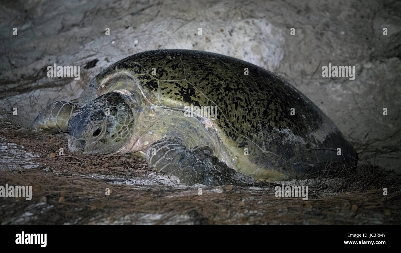 Green sea turtle nesting eggs hi-res stock photography and images - Alamy