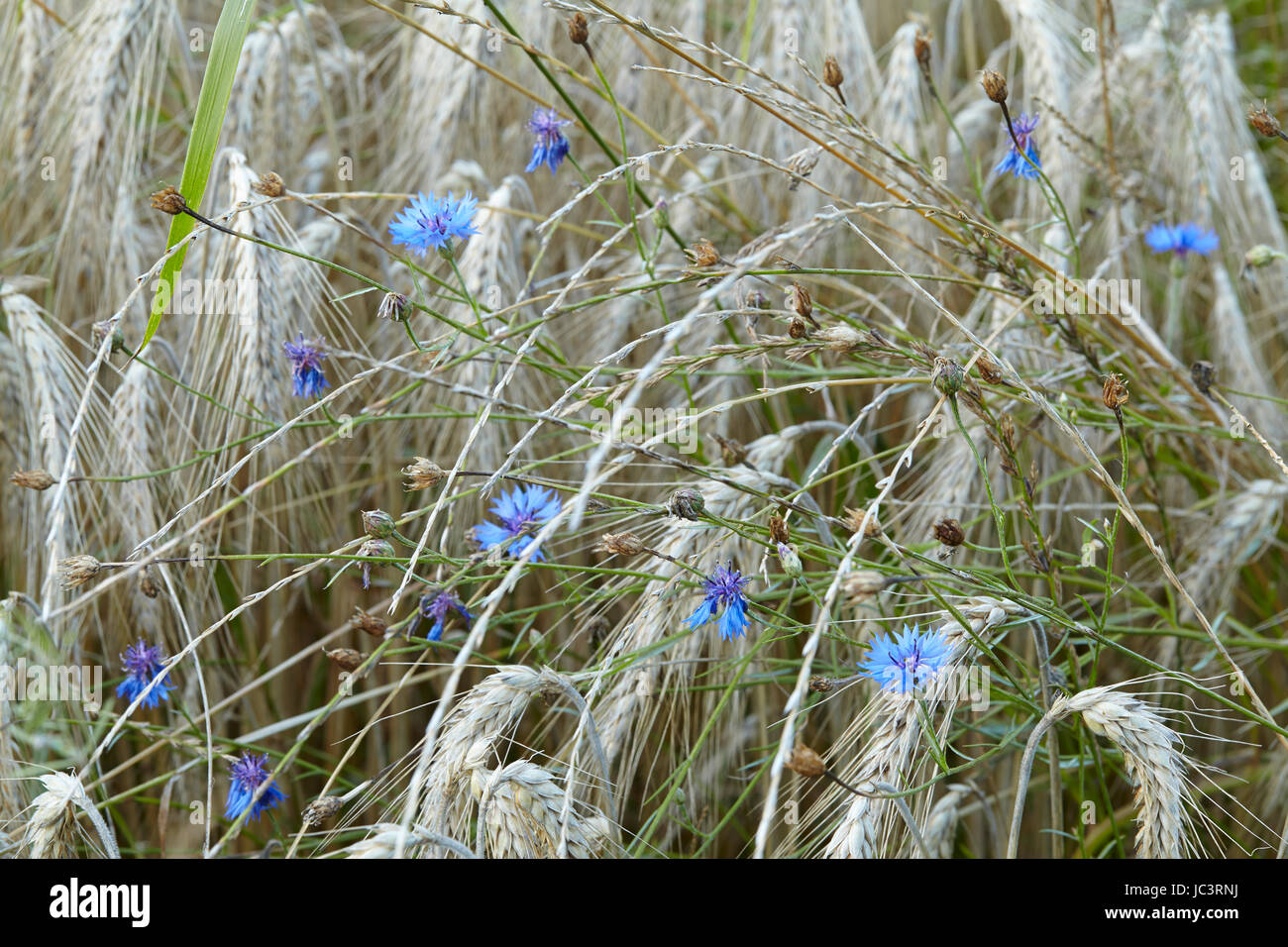 Blue cornflowers are growing at the edge of a corn field Stock Photo ...