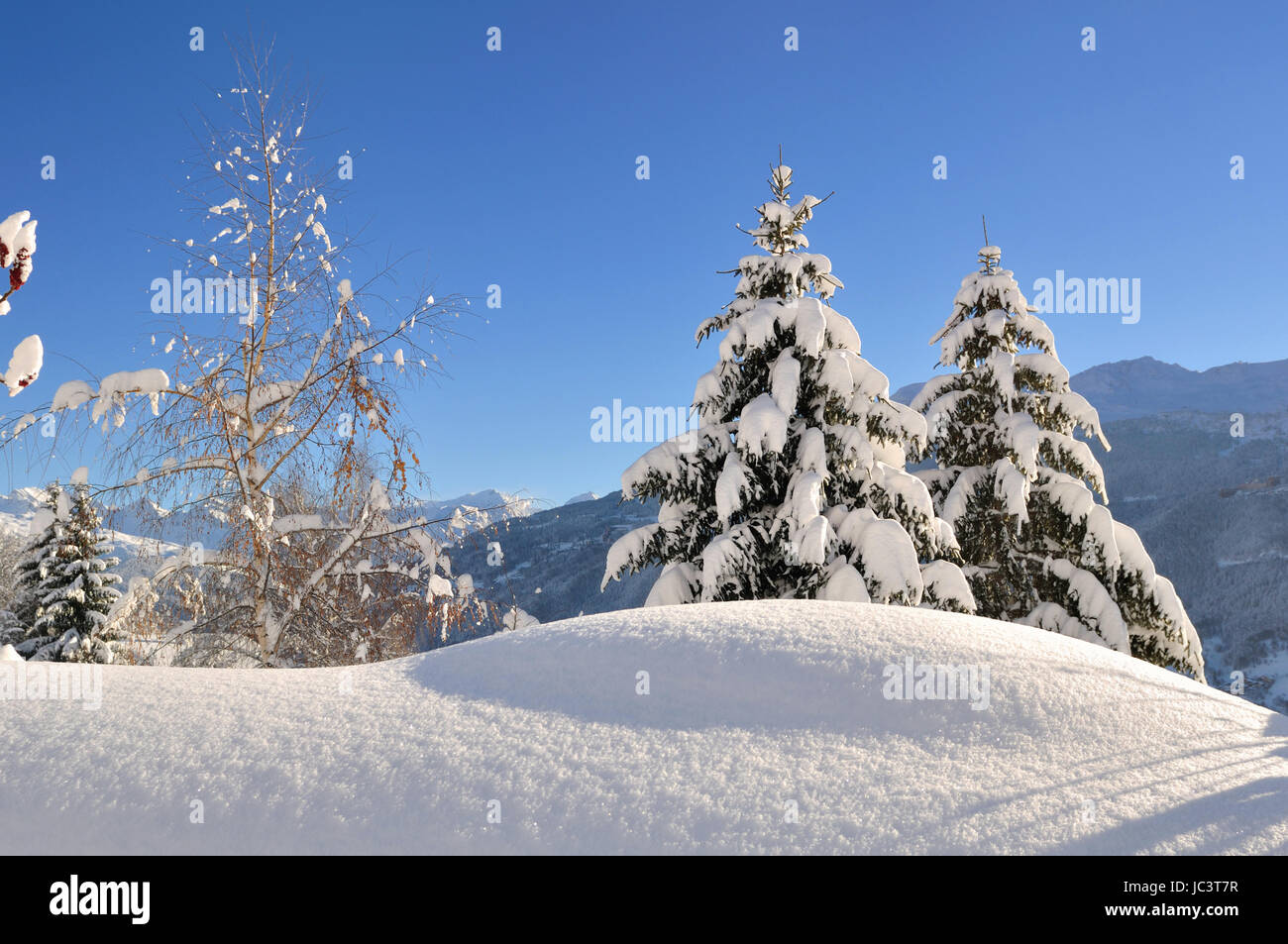 Under firs hi-res stock photography and images - Alamy