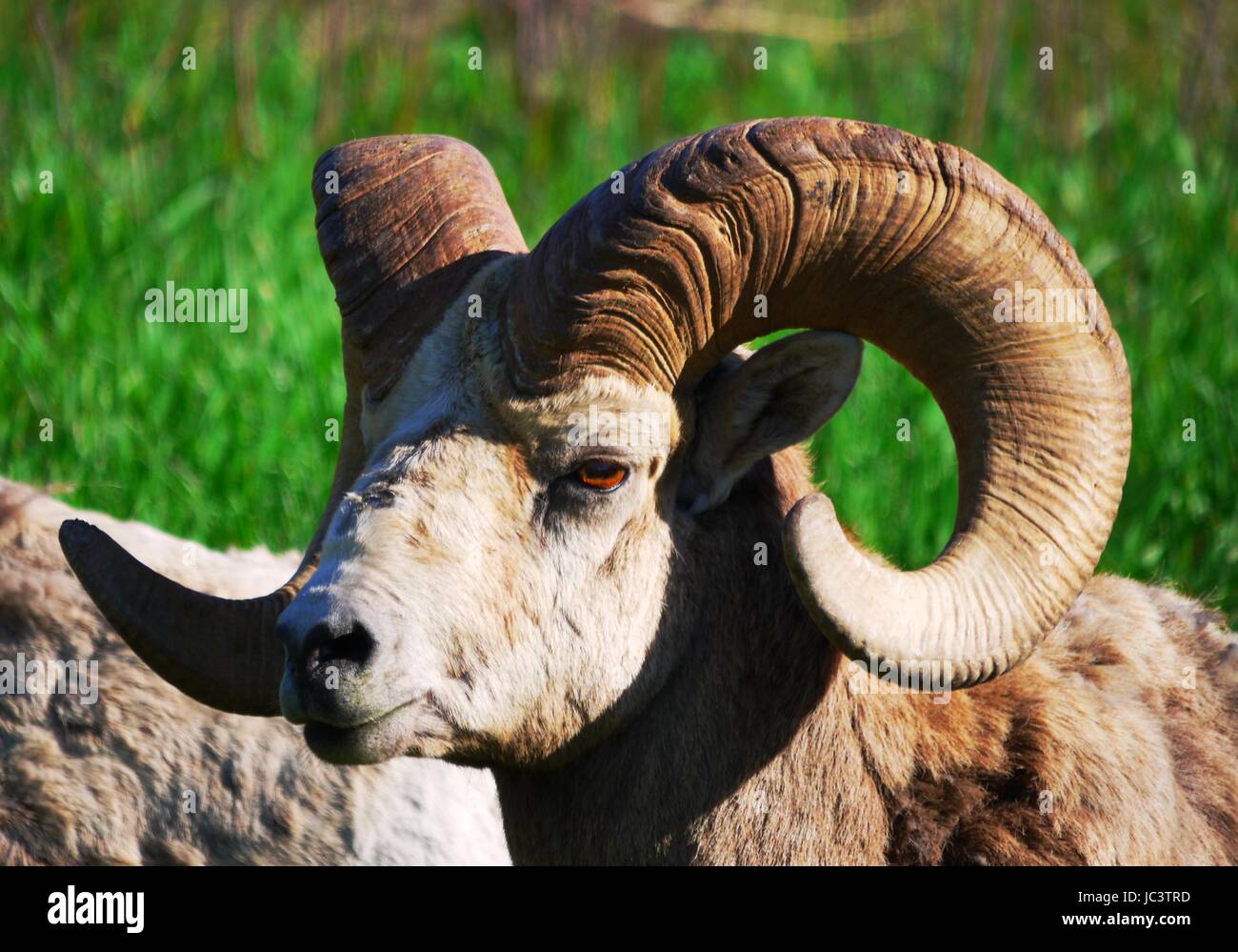 Thick horn hi-res stock photography and images - Alamy